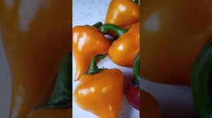 перець солодкий Леся жовта і Леся червона#sweet pepper Lesya