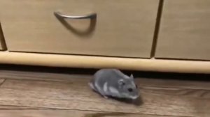 ПРИКОЛЫ С Хомячками Джунгариками. (СМЕШНАЯ ОЗВУЧКА) Hamsters like #275