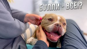Это будут наши лучшие щенки! Все крови нашего питомника в одной вязке! Мы заканчиваем с булли!?