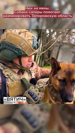 Нюх на мины. Собаки-саперы помогают разминировать Запорожскую область
