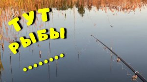 Рыбалка 2025. Рыбалка на поплавок. Фидер. #топыкатегорий #рыбалка