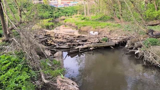 Бобры соорудили себе плотину ( Уткина заводь )