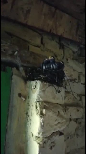 Это СВО детка