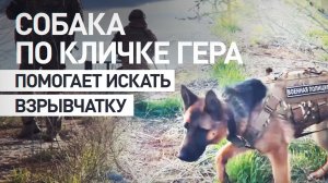 Кинологи группировки войск «Днепр» проводят разминирование территорий в Запорожской области — видео