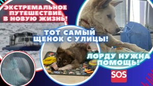 Просто спасаем и просто хотим жить!