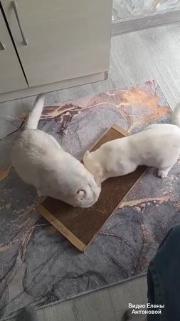 Любо, братцы, любо когти поточить...🤣