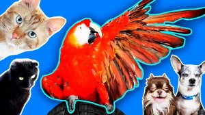 Сара шалит: как попугай дразнит собак и котов! 🦜🎭