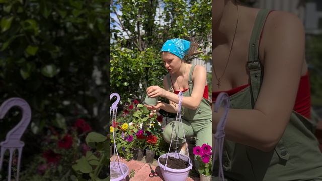 Посадка петуньи