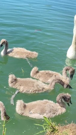 Маленькие лебеди в пруду в Сочи