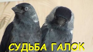 ГАЛКИ ХВАТ И АЙКА. КАК СЛОЖИЛАСЬ ИХ СУДЬБА