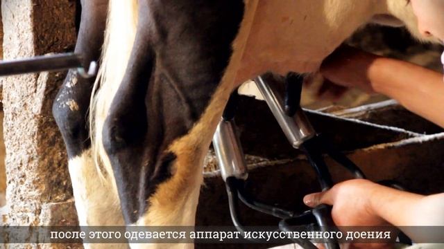 Фермеры "Ешь Деревенское". Выпуск 27: Владимир Кошелев
