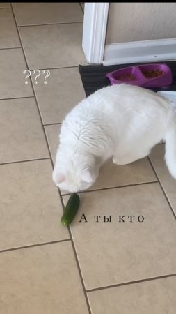 Кошка и огурец. Shorts. Смешные животные. Смешные коты. Funny Scottish cat.