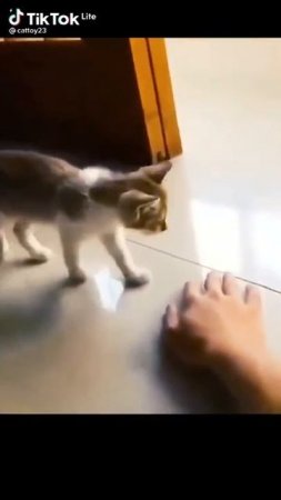 прикол про котят