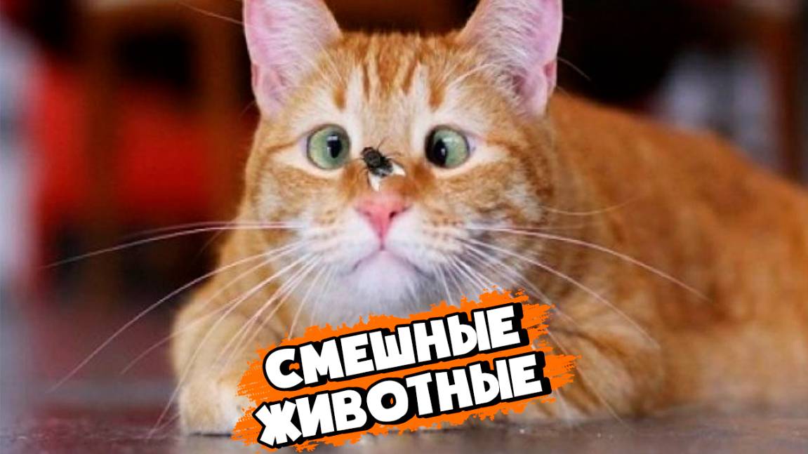 СМЕШНЫЕ ЖИВОТНЫЕ. ЛУЧШИЕ ПРИКОЛЫ С ПИТОМЦАМИ. ПРИКОЛЫ С КОТАМИ
