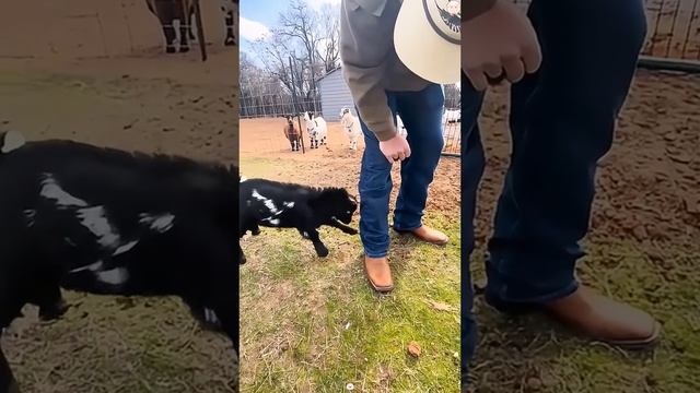 Удивительные Козлы - повадки Диких животных среди цивилизации и общества