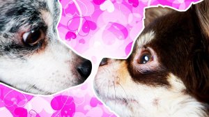 Тайны пушистиков 🐾🐶🐱 Что скрывают наши питомцы?