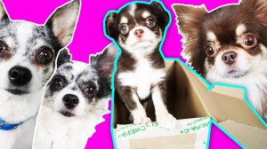 Когда в семье появляется малыш — забавные истории 👶🐾
