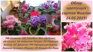 Обзор цветущих сортов Фиалок 24.05.2025!