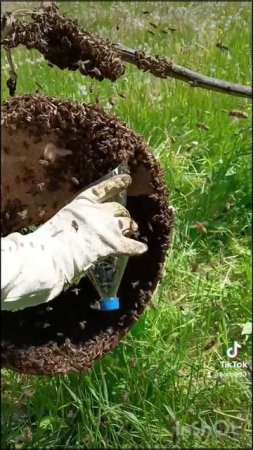 🌺🐝🐝🐝🌺🌞🌞🌺