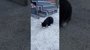 Новый житель в нашем доме