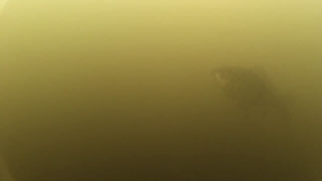 Карась в прудах Покровское-Стрешнево 25.05.2025.