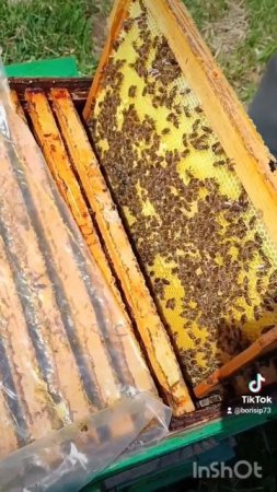 🐝🐝🐝🐝 магазины 🐝🐝🐝🐝