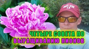 ПИОНЫ зацветут огромными 🌸 бутонами, вот что для этого нужно сделать перед цветением☝️