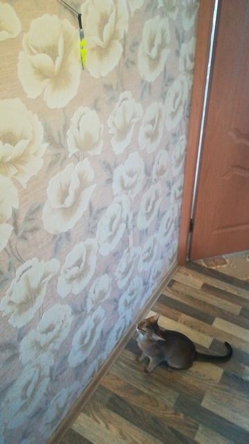 Желто-Зеленый хвост. Прыгает 1,5 метра!!!