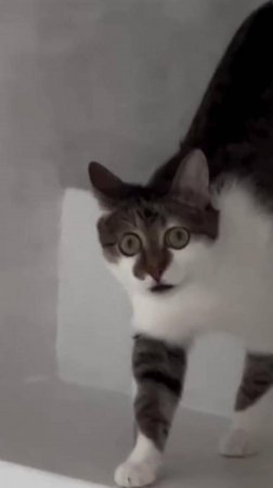 Активировать КОТА! 😎 Кот АКТИВИРОВАН! 😂 #cat #ОЗВУЧКА #юмор