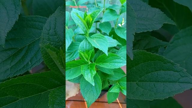 НАБОР ИЗ ТРЁХ НЕУКРЫВНЫХ МОРОЗОСТОЙКИХ МЕТЕЛЬЧАТЫХ ГОРТЕНЗИЙ 🌺 ДЛЯ МОСКОВСКОЙ ОБЛАСТИ