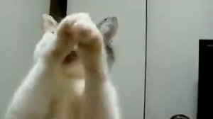 Милый котик. Приколы с котами