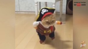 Топовые шутки над котами с музыкой