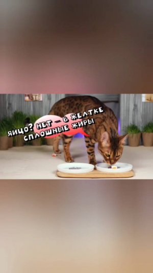 Диету нарушать нельзя! Ну, если только чуть-чуть😹
