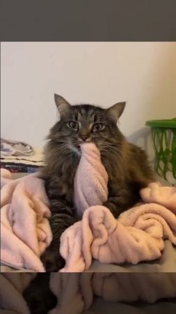 Котик месит тесто..