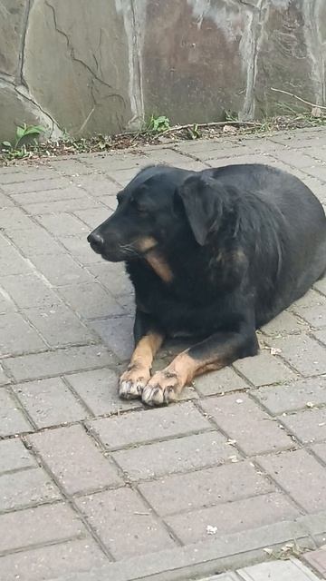 Собачка