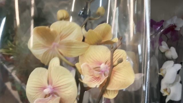 26.05.2025г. Отличные орхидеи в Лемана Про.