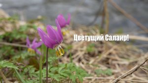 Цветущий Салаир!