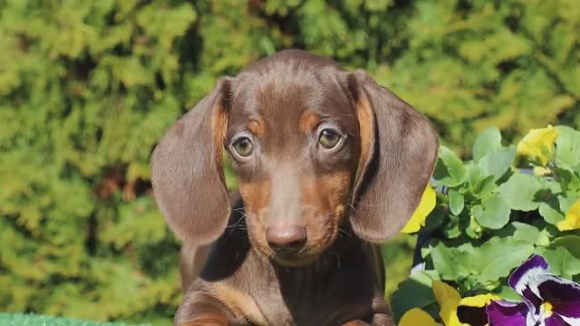 Шерри Бренди из Страны Грез