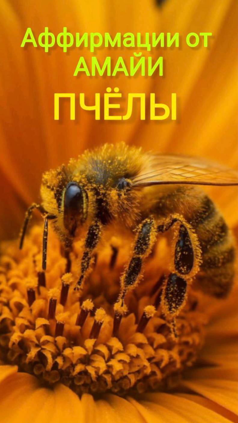 От Амайи Пчелы. Аффирмации от Амайи #вселеннаяя #релакс  #аффирмации