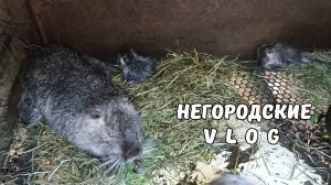Щенение НУТРИИ. Прибавление в семье Стёпы. 19.05.25
