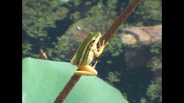 Cambodia, Siem Reap, lotuses and frogs - Камбоджа, Сием Рип, лотосы и лягушата