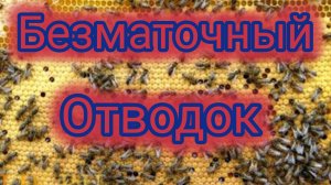Безматочный отводок.Что с ним делать?