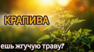 Крапива — лучше, чем аптека.