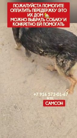 Нужна ваша помощь , в оплате передержки, пожалуйста помогите