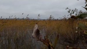 Печка в летней палатке. готовим стэйк.