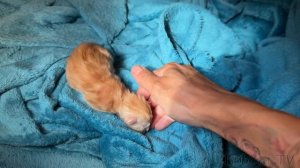 РЫСИНЫЙ ФЕЙСКОНТРОЛЬ / Почему у Барби родился один котёнок?