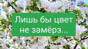 Лишь бы цвет не замёрз.Сад-огород.