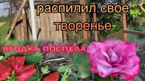 Адыгея/ День на хуторе/ Пришлось разбирать /Когда то этим занимались/ Первые ягодки/