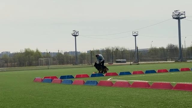 1 Отл. КЧК Леруа Мадлен ШЕРХАН +++ №54 / КЧК ХАБАРОВСК 11 мая`25 Е.Шайхудинов Моно немецких овчарок