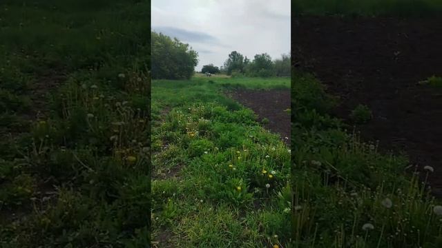 Приехал к другу и увёл жеребца
